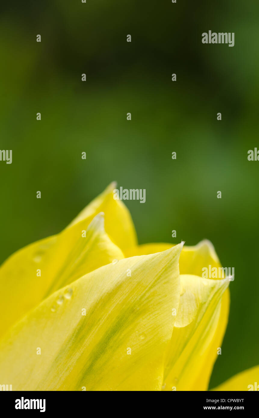 details of bright yellow tulip flower with rain droplets Stock Photo ...