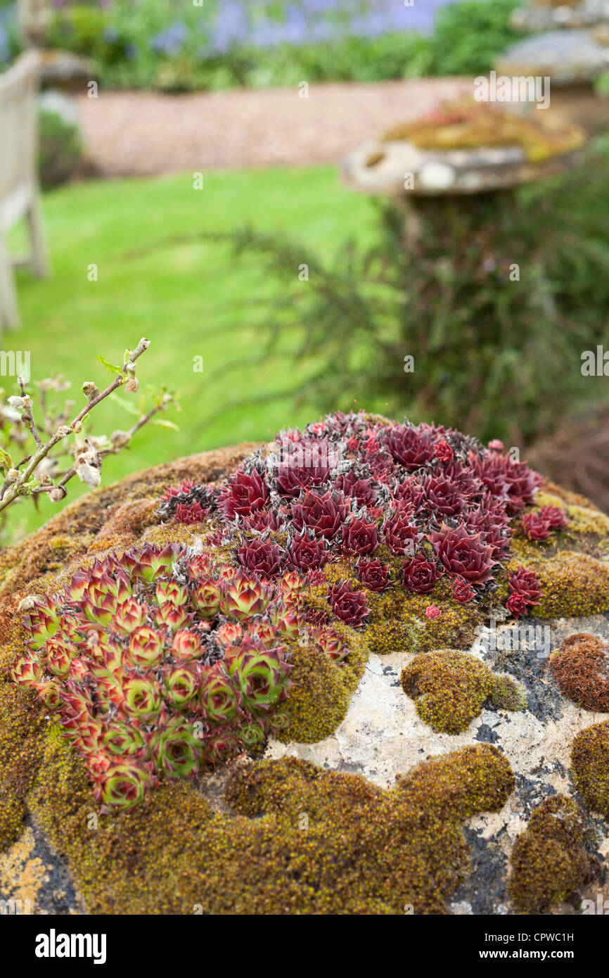 Stone leeks hi-res stock photography and images - Alamy