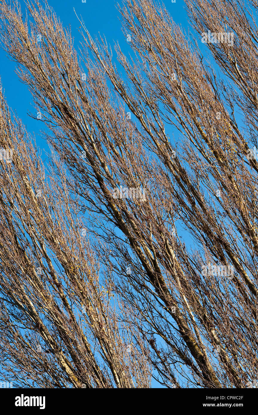 Poplar trees and france hi-res stock photography and images - Alamy