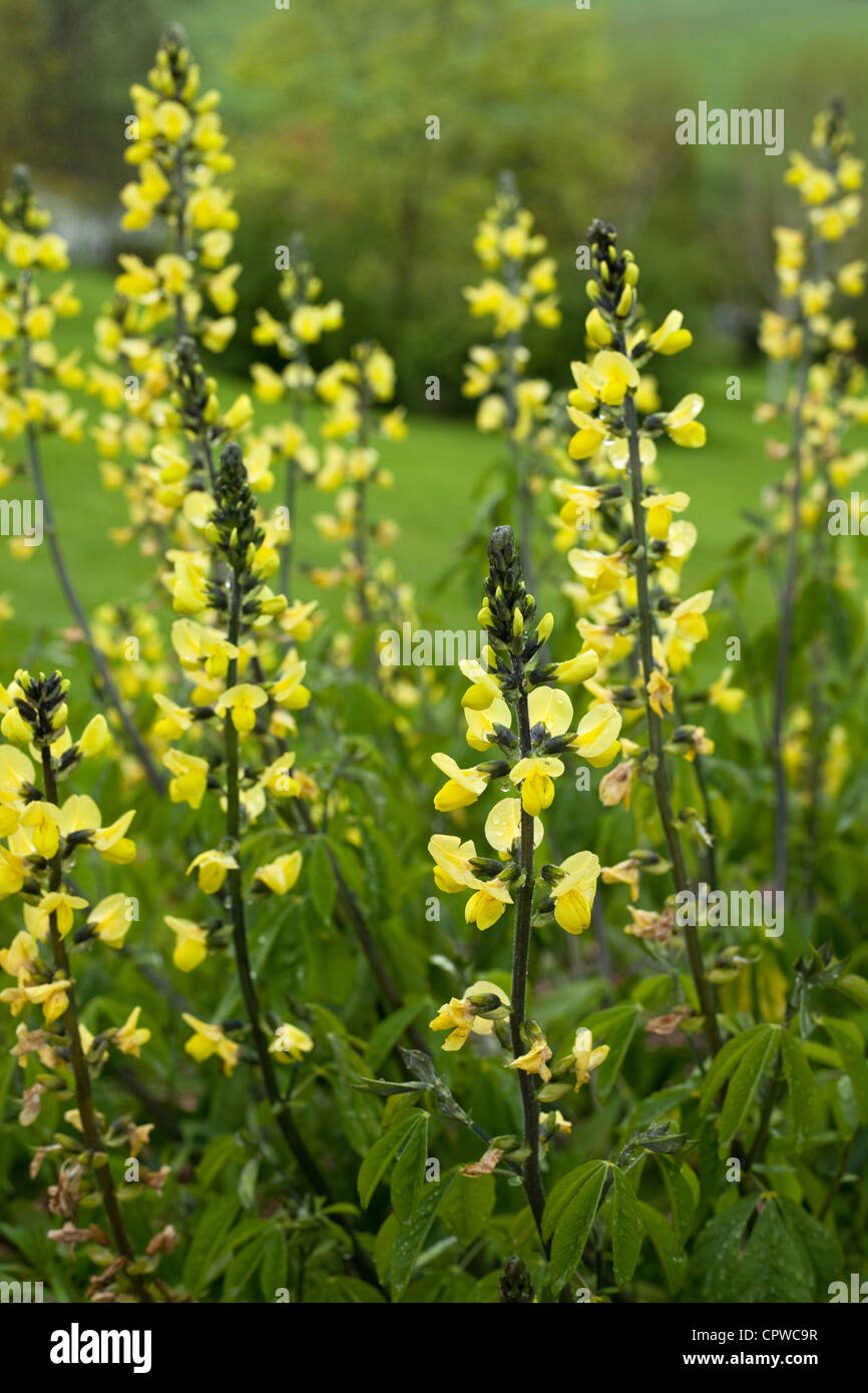 Thermopsis rhombifolia (yellow pea Stock Photo - Alamy