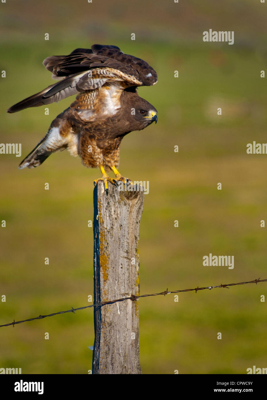 In the morning light of the day a Hawk stretches his wings Stock Photo ...