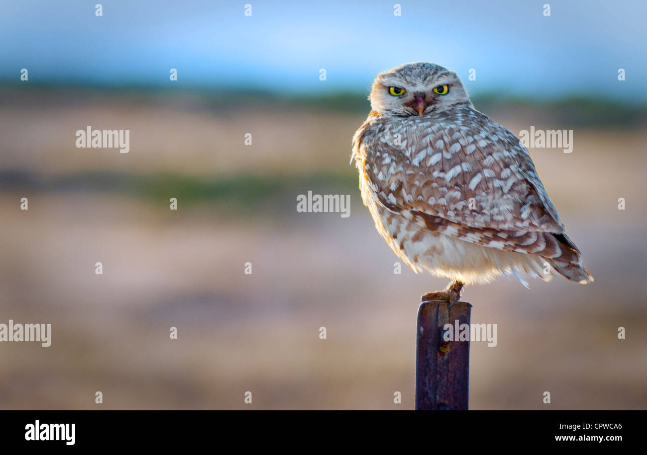Owl fence hi-res stock photography and images - Alamy