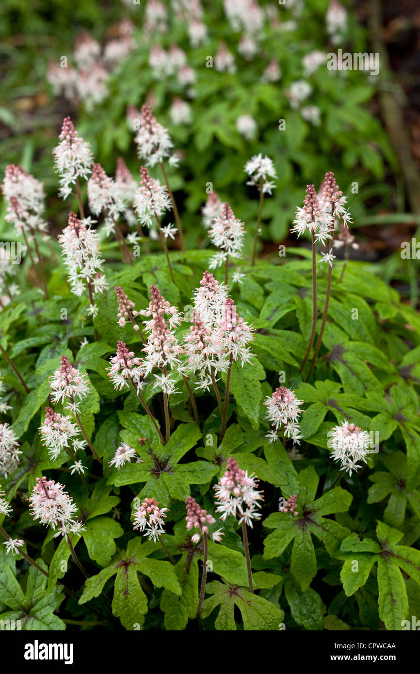 Tiarella hi-res stock photography and images - Alamy
