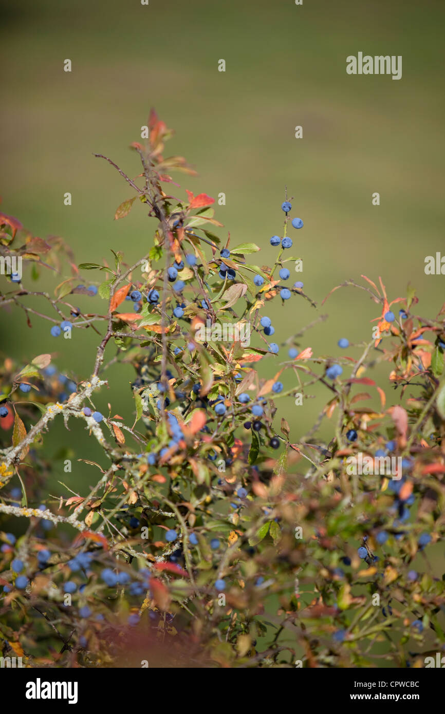 Blackthorne bush with Sloe Berry's, England, UK Stock Photo - Alamy