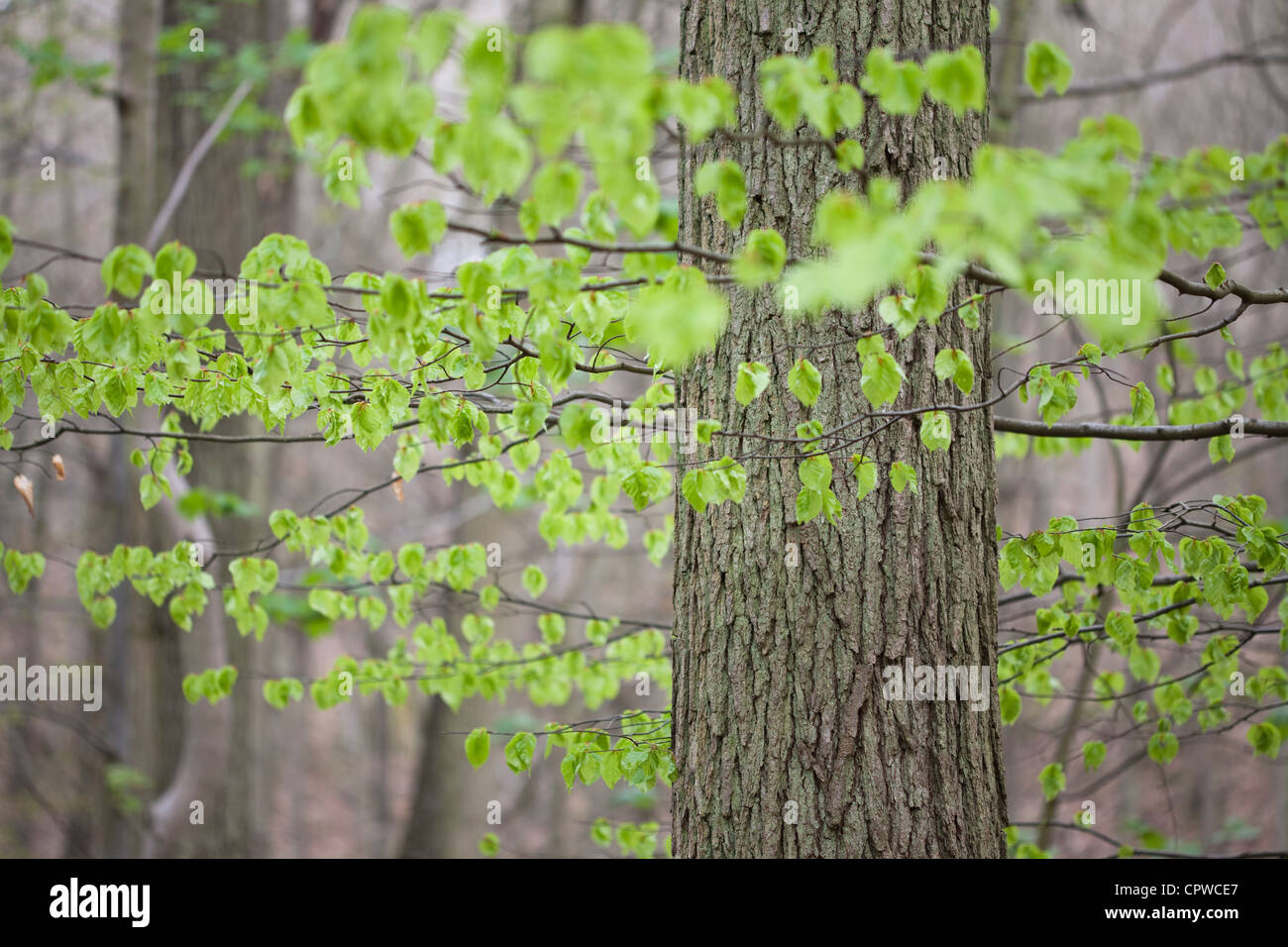 Wyre forest spring worcestershire hi-res stock photography and images ...