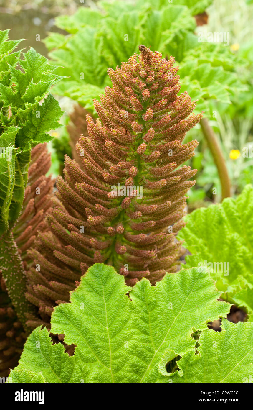 Gunnera or Giant Rhubarb in flower, England, UK Stock Photo - Alamy