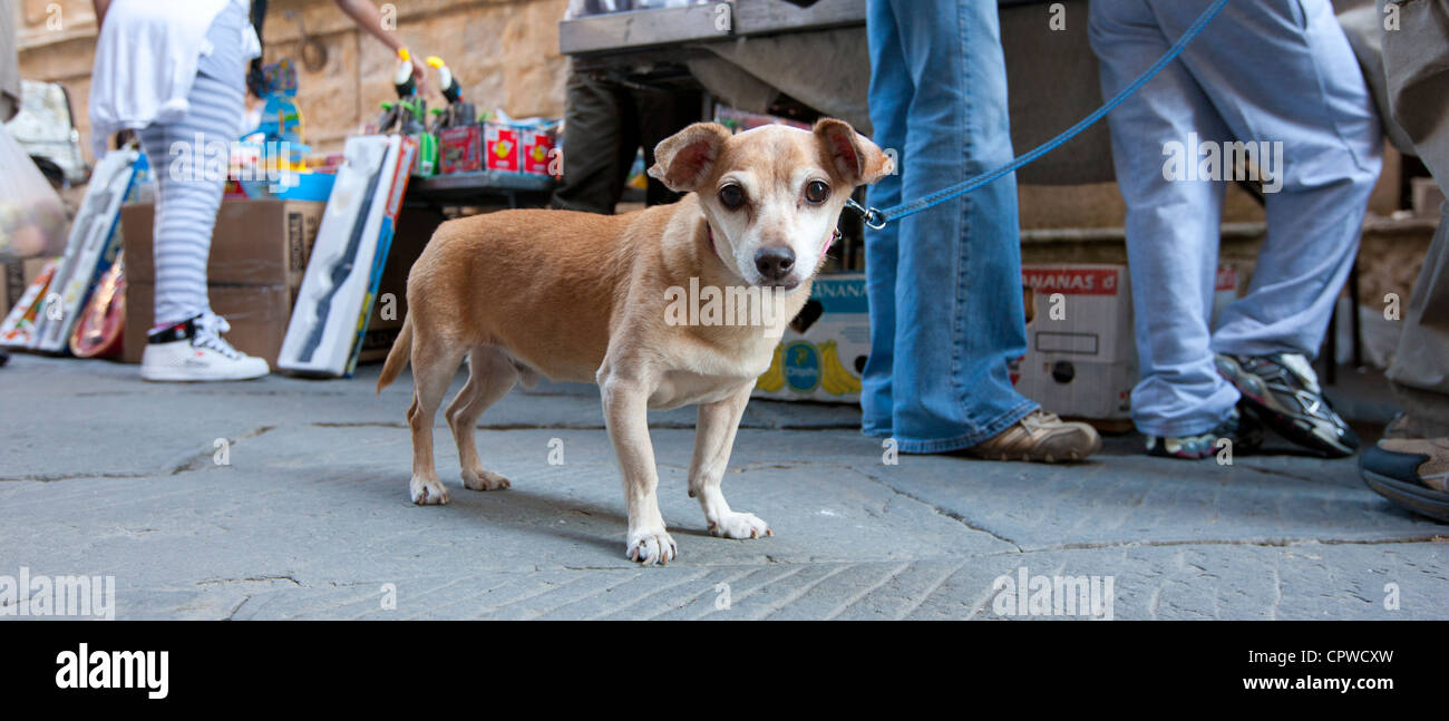 What Is A Dog In The Stock Market