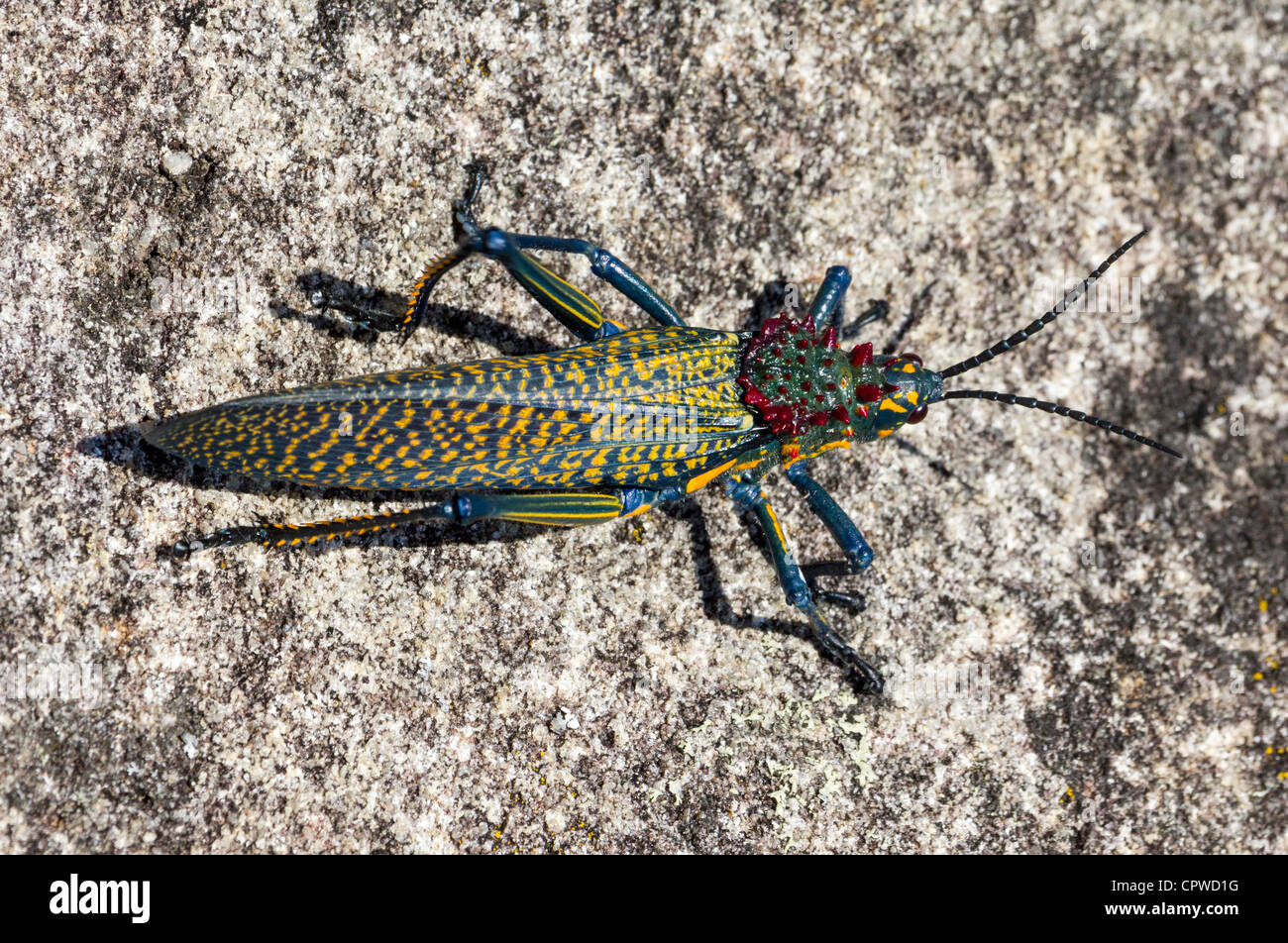 Rainbow Bush Locust (Phymateus saxosus), Isalo National Park ...