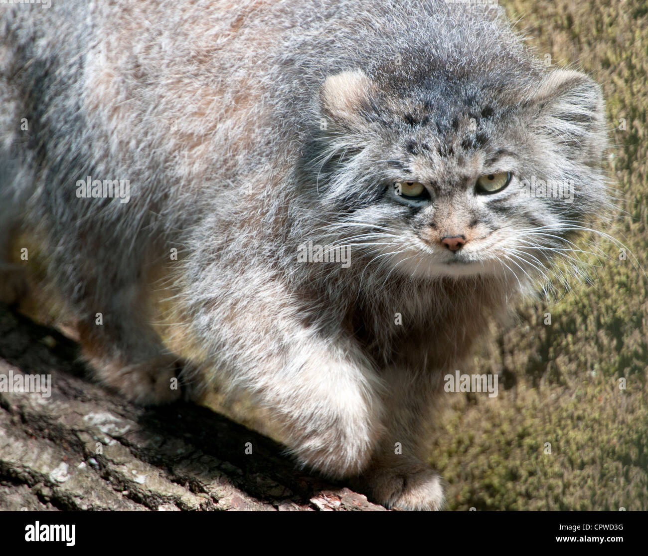 Pallas cat (manul) climbing on a tree Stock Photo - Alamy