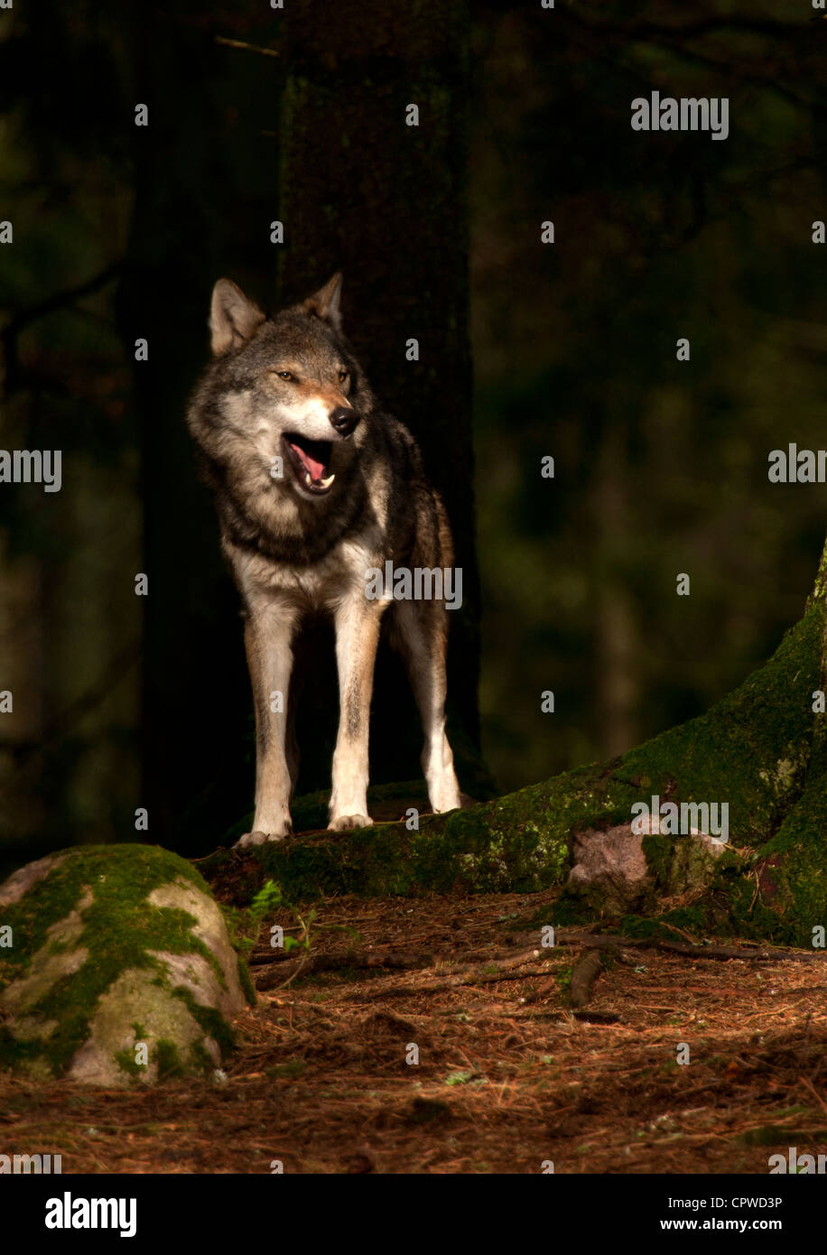 Wolf eyes dark hi-res stock photography and images - Alamy