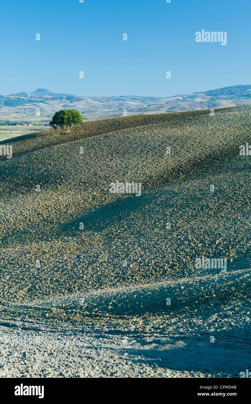 Undulating hills by San Quirico d'Orcia, in the Val D'Orcia area of ...