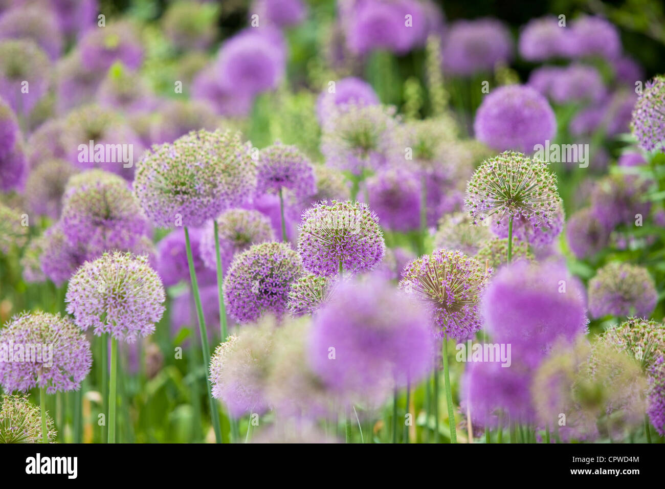 Alliums in garden border, England, UK Stock Photo - Alamy