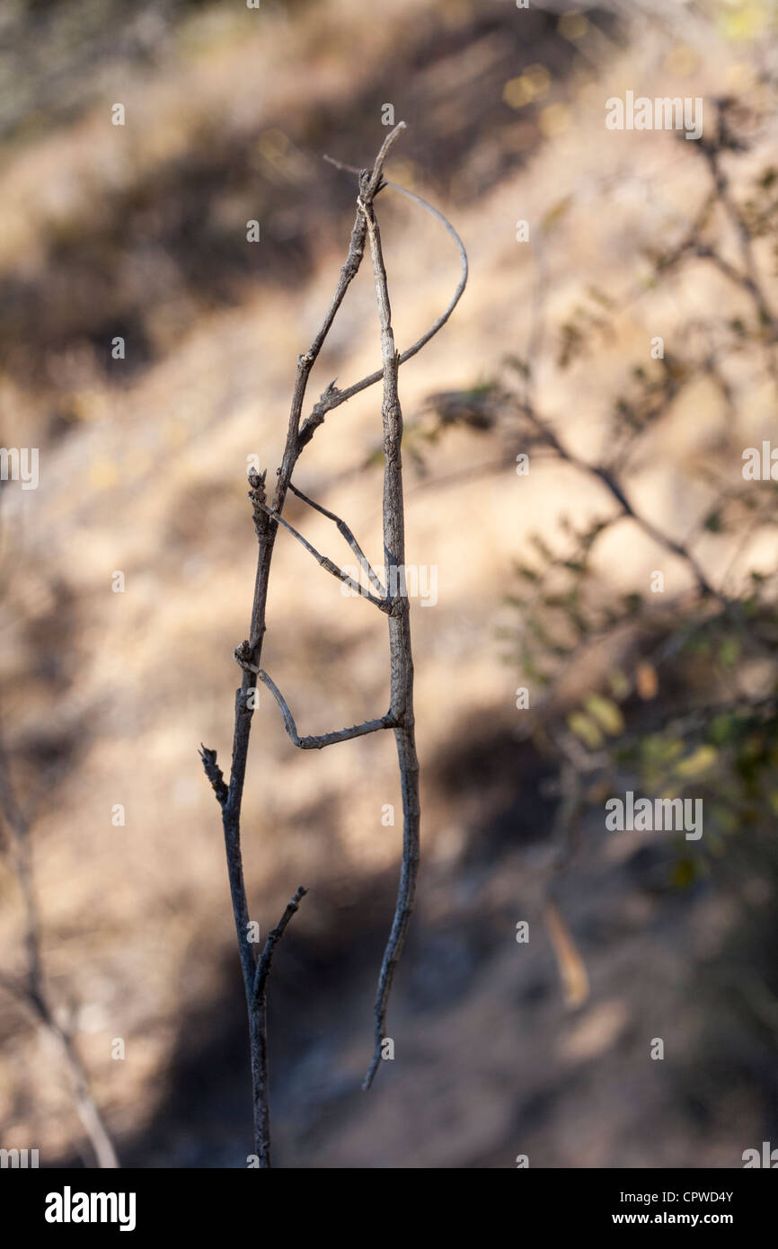 Madagascar Stick insect also called Pink Wing Stick Insect, Sipyloidea ...