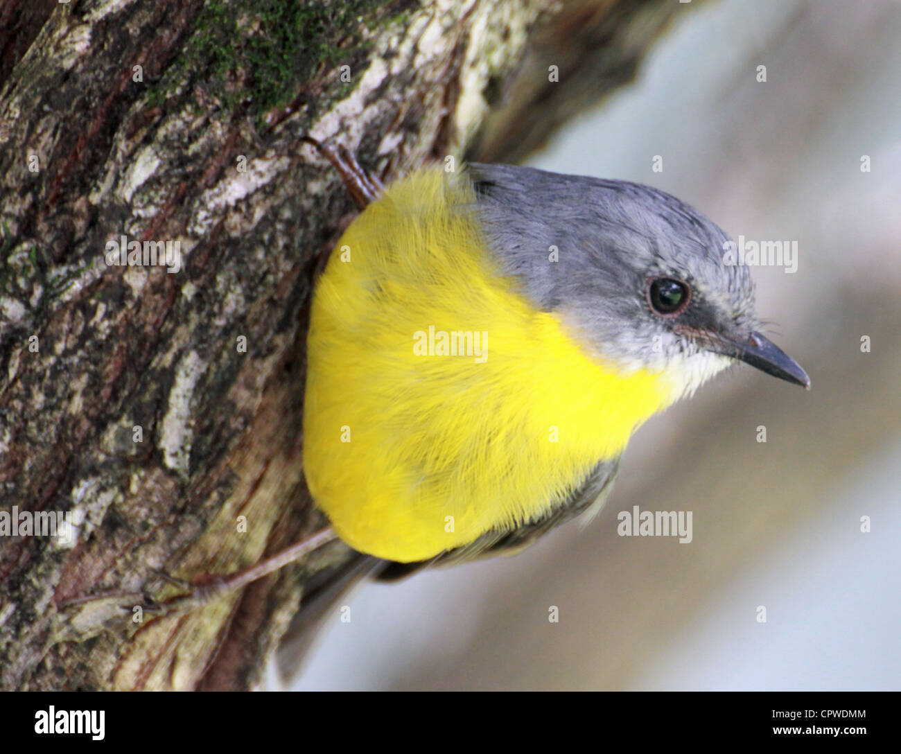 A EASTERN YELLOW ROBIN BIRD PERCHED IN A BOTTLEBRUSH TREE HORIZONTAL ...