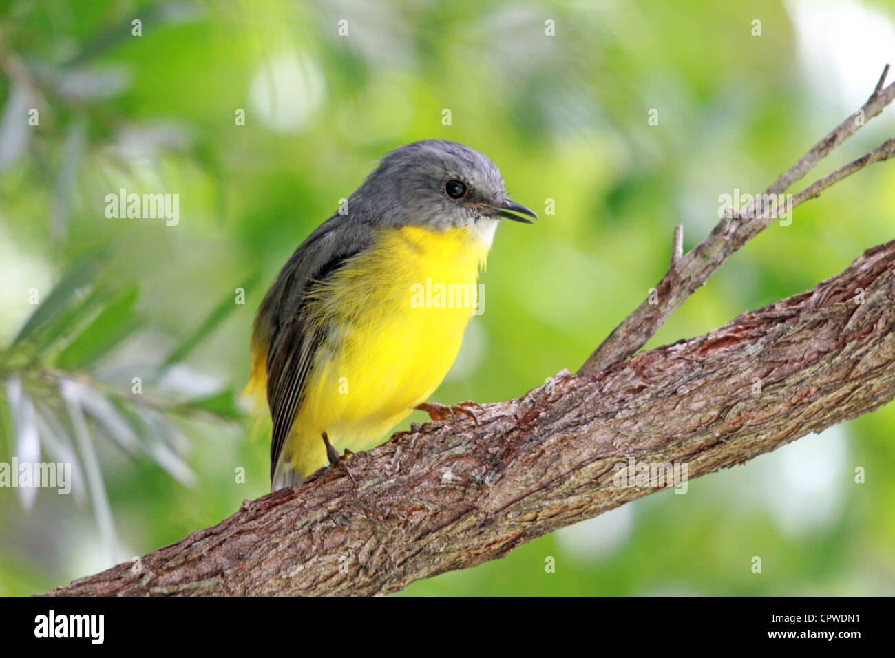 A EASTERN YELLOW ROBIN BIRD PERCHED IN A BOTTLEBRUSH TREE HORIZONTAL ...