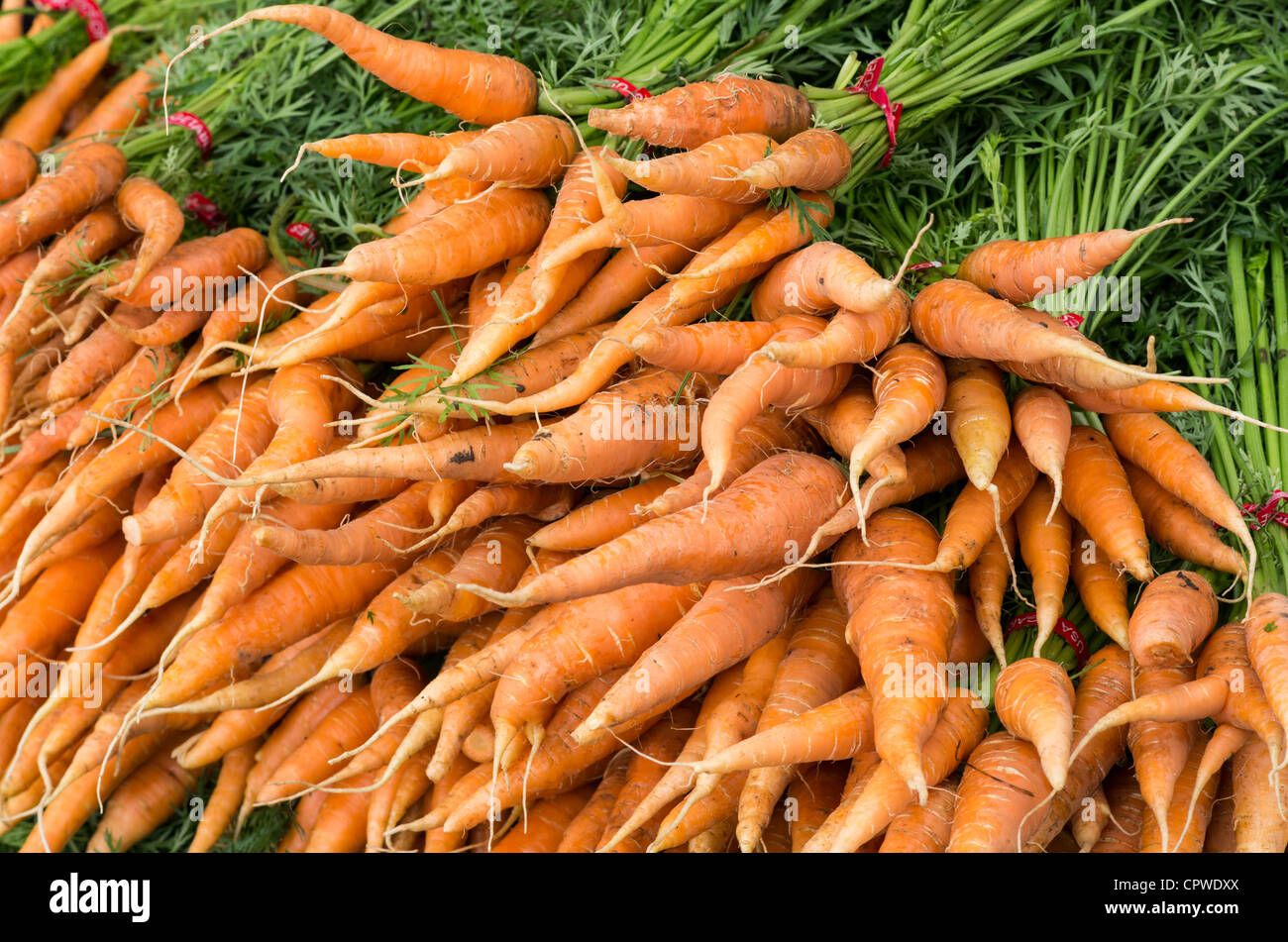 Group of fresh picked carrots on display Stock Photo - Alamy