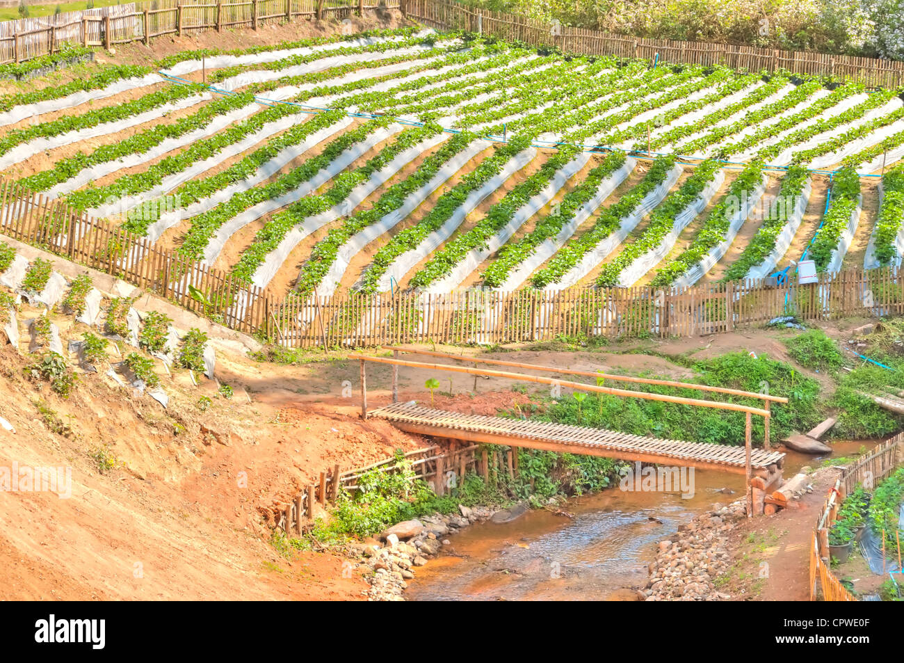 Berry farm landscape hi-res stock photography and images - Alamy
