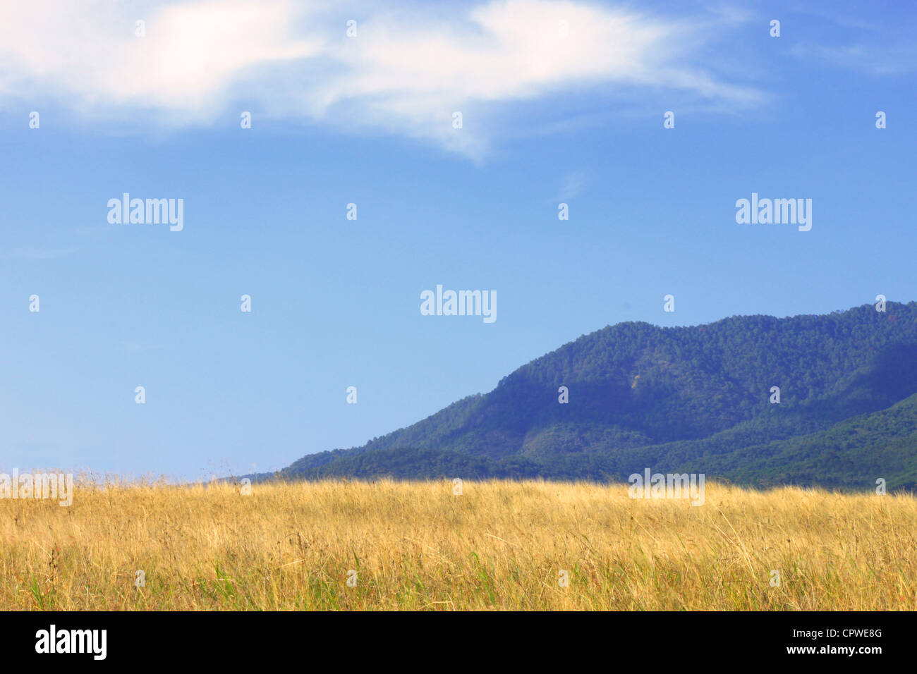 Dry grassy field with blue green mountain and big sky in background ...