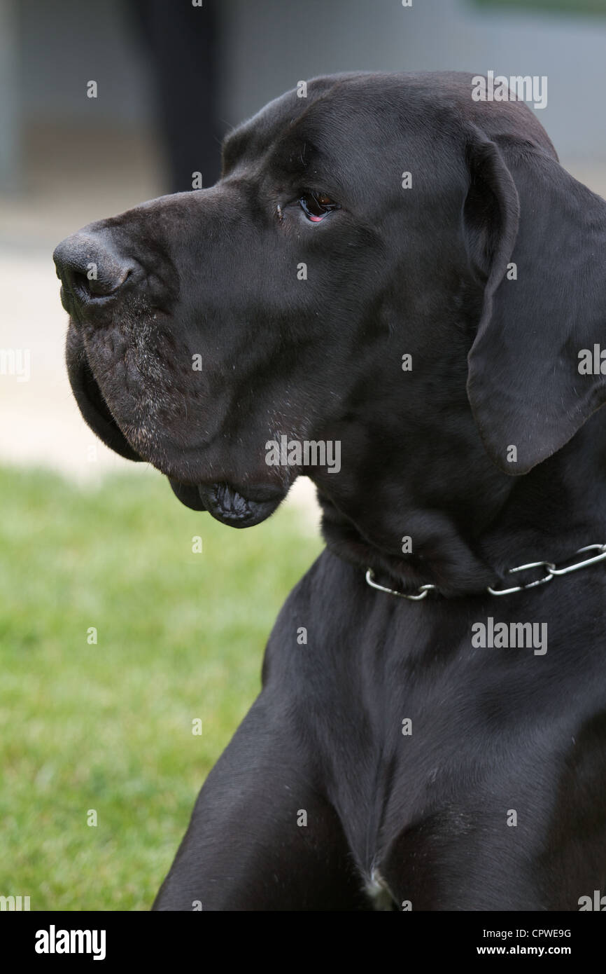 Big black german mastiff Stock Photo - Alamy