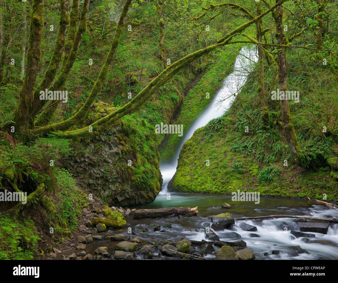 Mount Hood National Forest, OR: Spring flow of Bridal Veil Falls in a ...