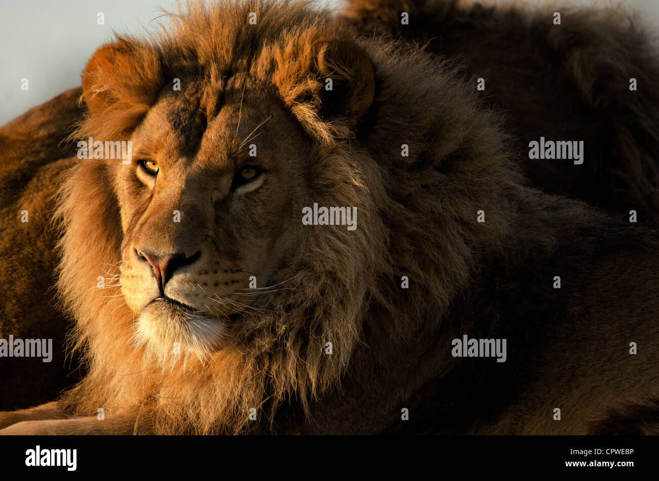 Close up of a lions face in light, body in a shadow Stock Photo - Alamy