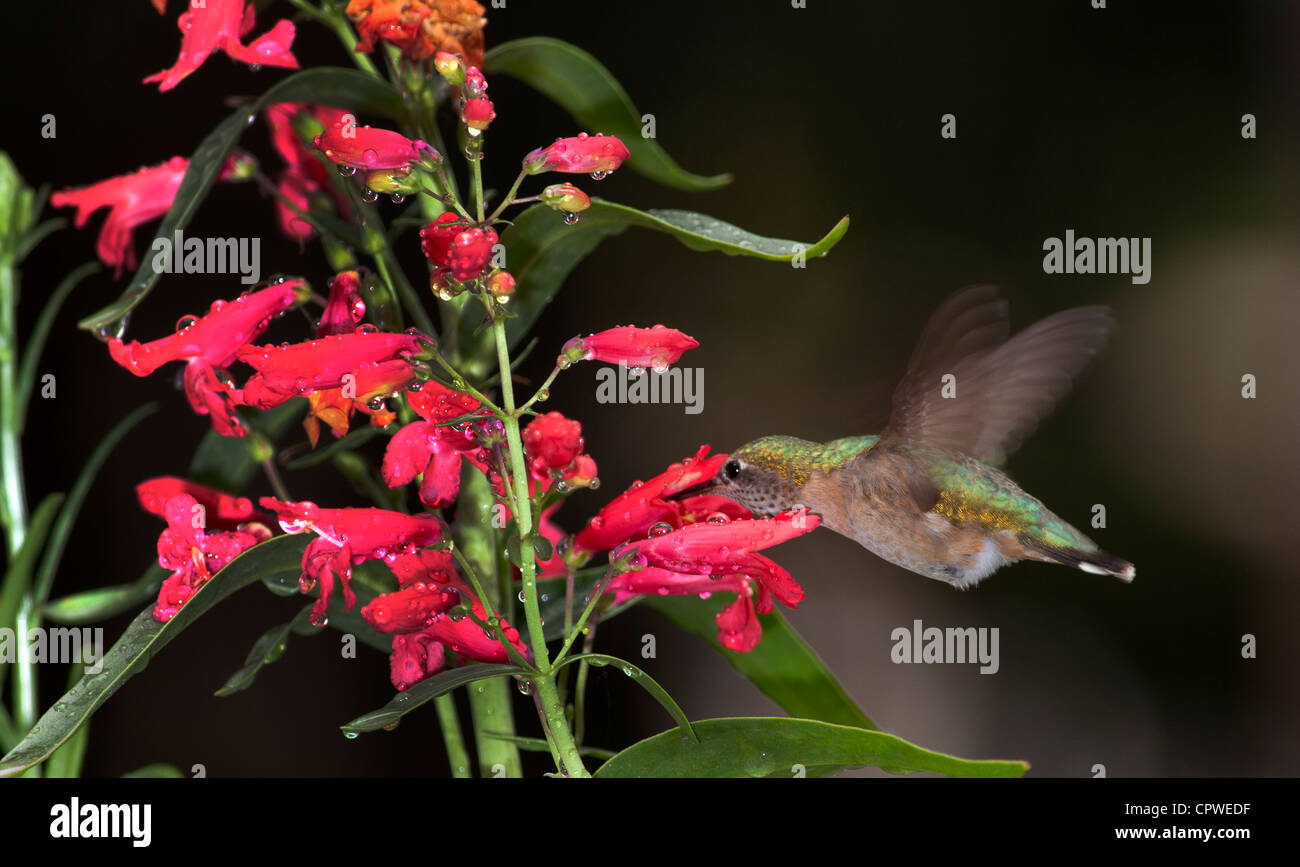 Leaning into the flower Stock Photo - Alamy