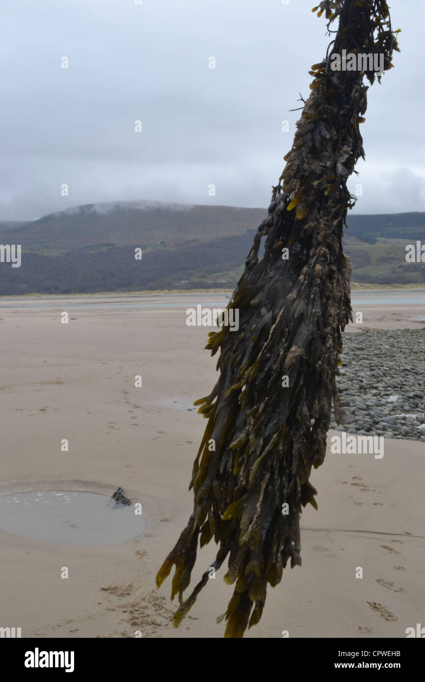 Floating Sea weed Stock Photo - Alamy
