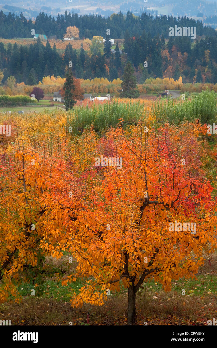 Fruit orchard hi-res stock photography and images - Alamy