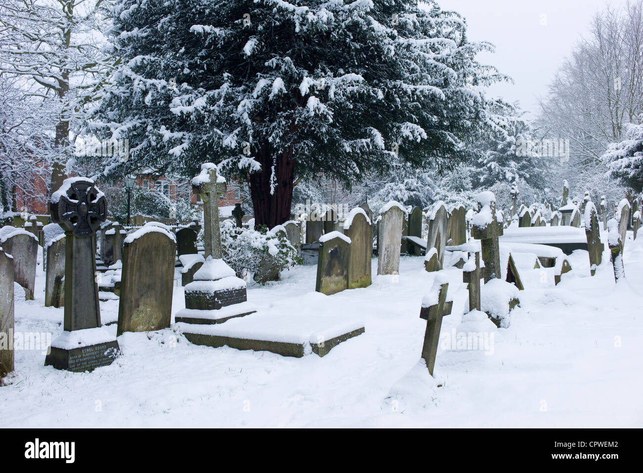 Lifecycle of trees hi-res stock photography and images - Alamy