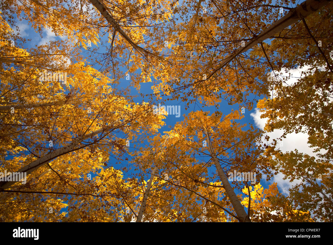 Yellow poplar tree hi-res stock photography and images - Alamy