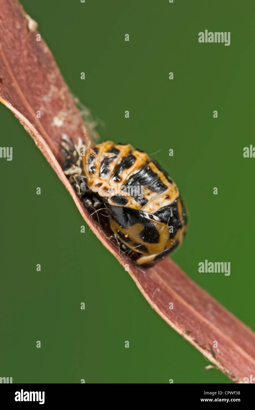 Common spotted ladybird pupa Stock Photo - Alamy