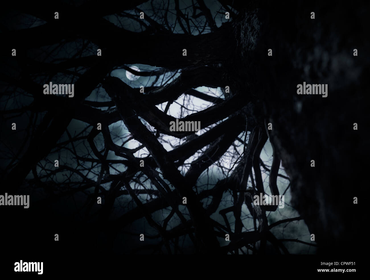 Dark night tree full moon hi-res stock photography and images - Alamy