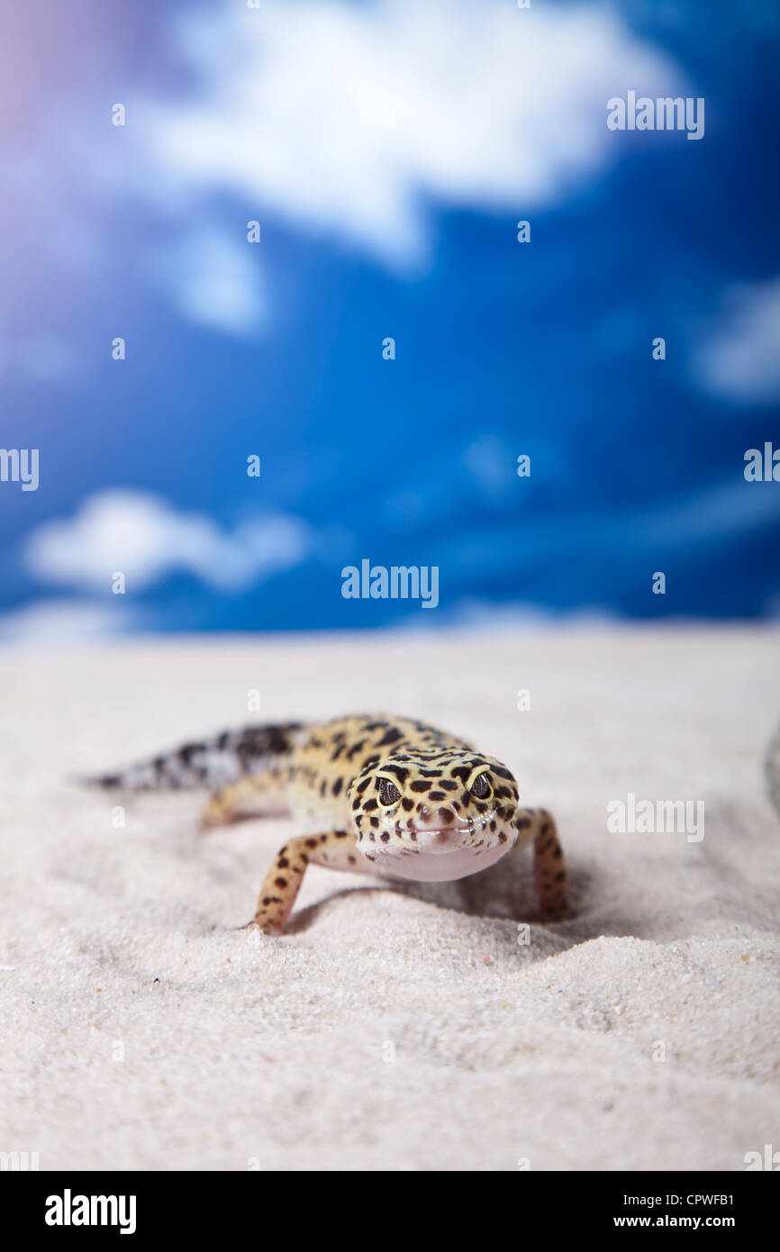 Leopard Gecko portrait! Stock Photo - Alamy