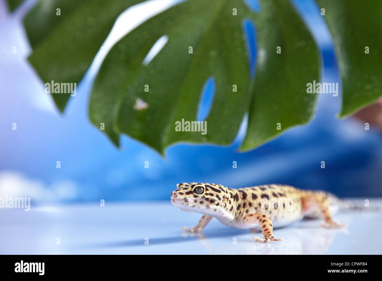 Leopard Gecko portrait! Stock Photo - Alamy