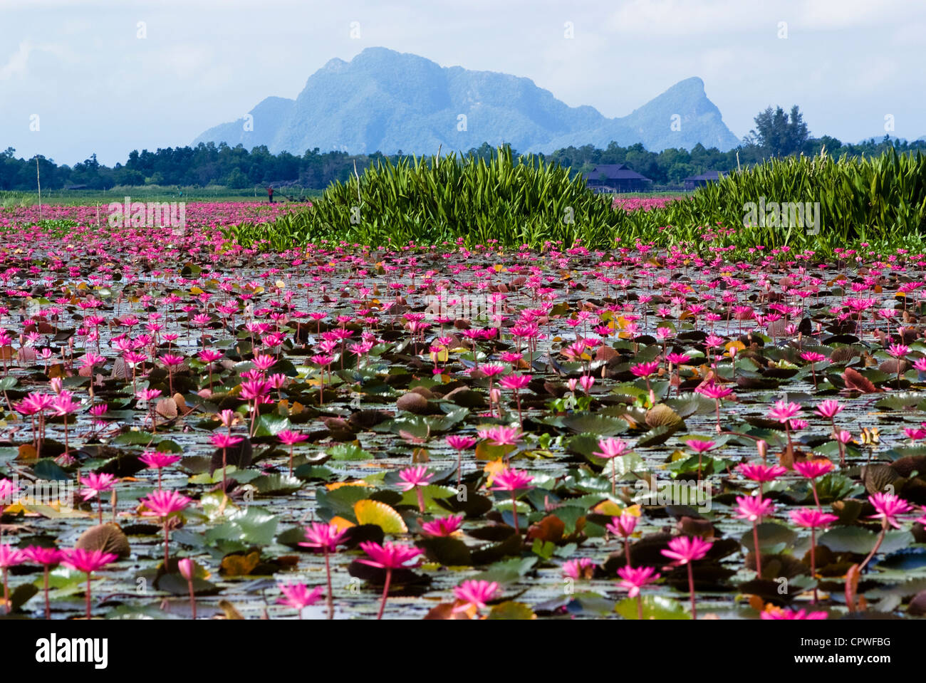 A vast lake full of waterlilies of Talay Noi Wetlands, Phattalung ...