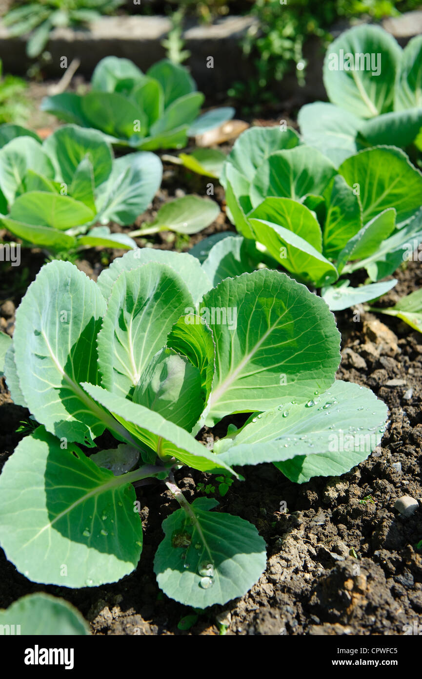 Green young cabbage in soil with waterdrops Stock Photo - Alamy