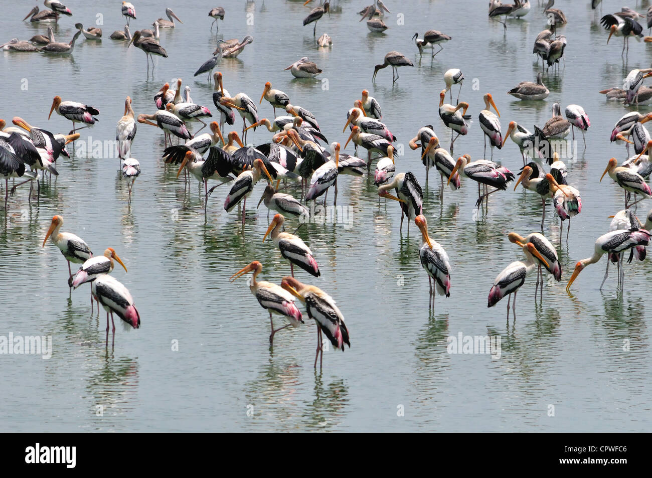 Koonthankulam Bird Sanctuary High Resolution Stock Photography and Images - Alamy
