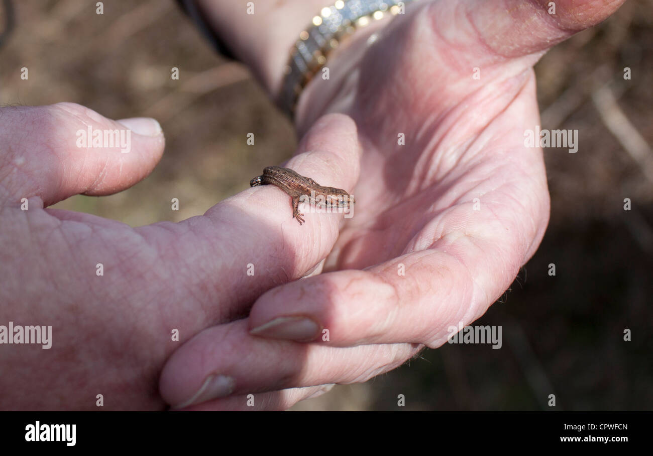 Lizard in hands Stock Photo - Alamy