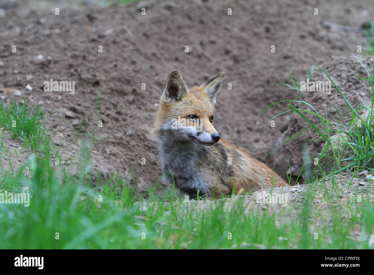 Fox earth hi-res stock photography and images - Alamy