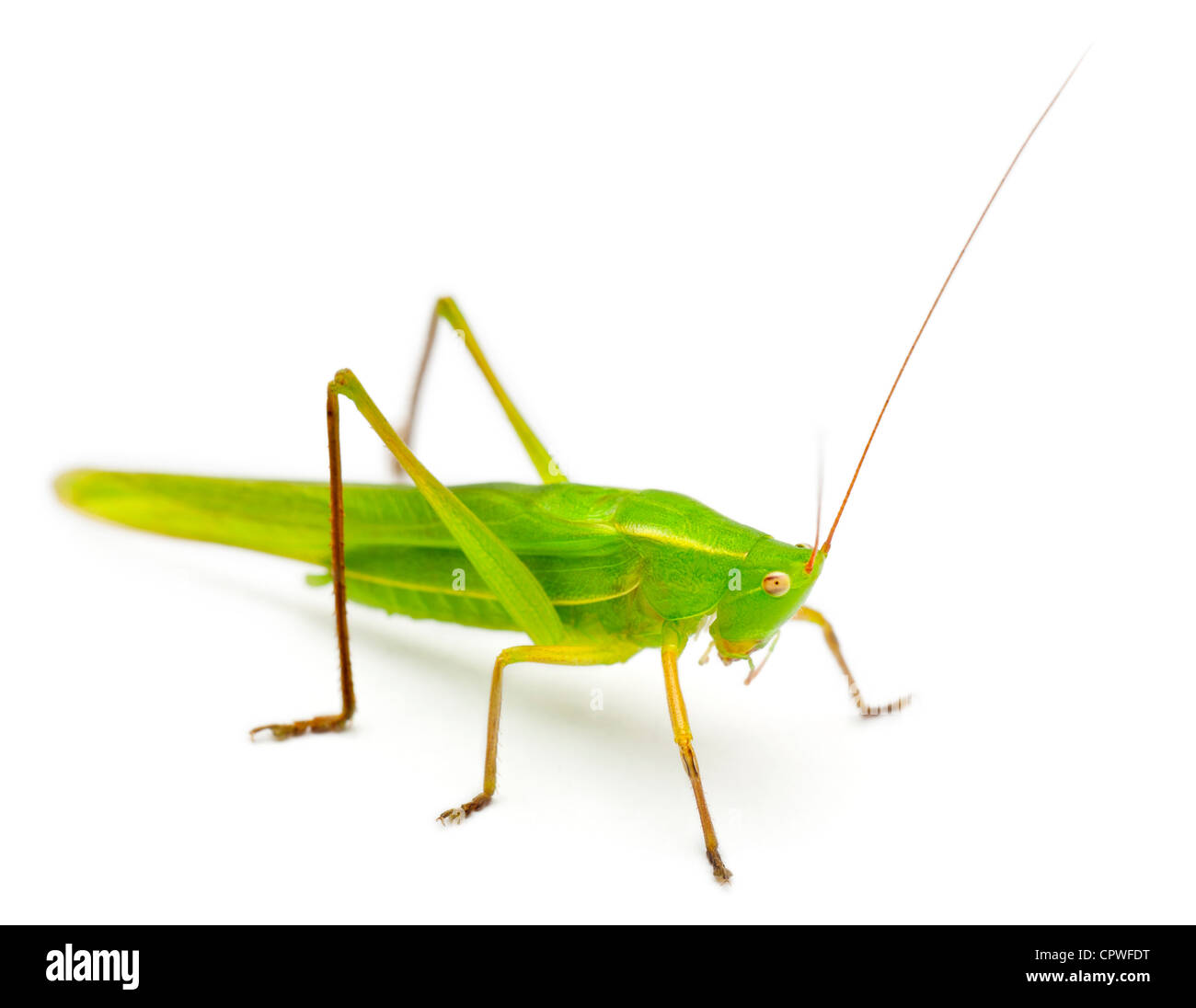 Large conehead grasshopper hi-res stock photography and images - Alamy