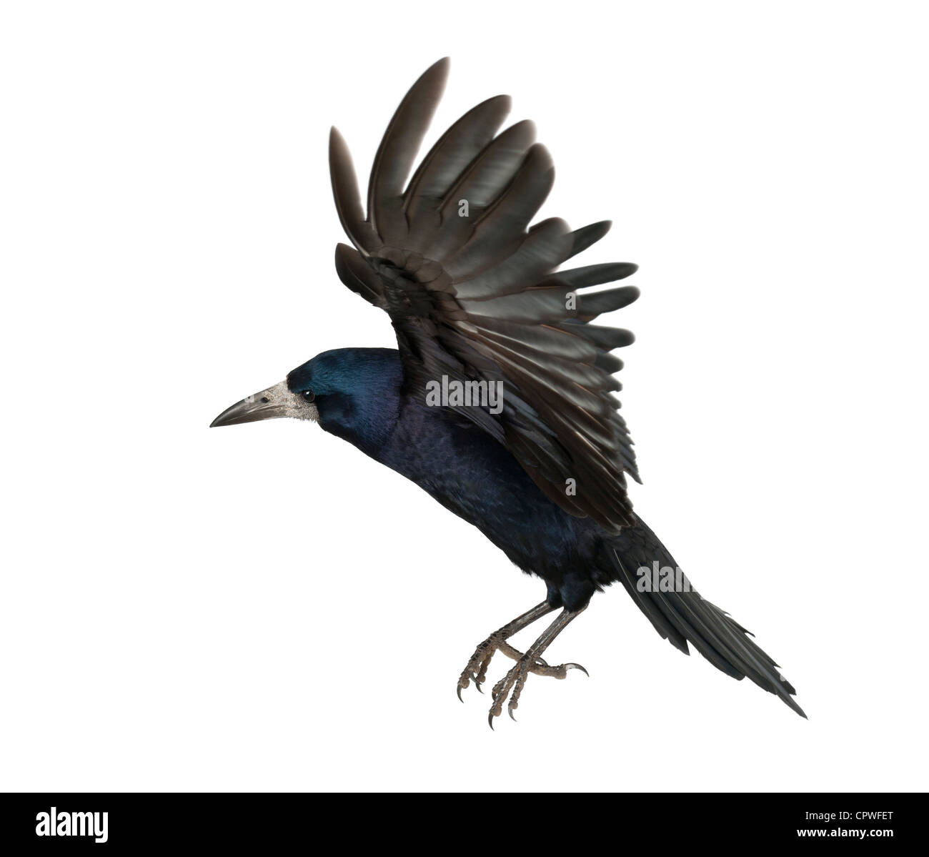 Rook, Corvus frugilegus, 3 years old, in flight against white ...