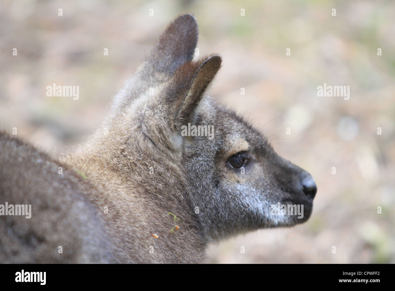 Kangaroo head hi-res stock photography and images - Alamy