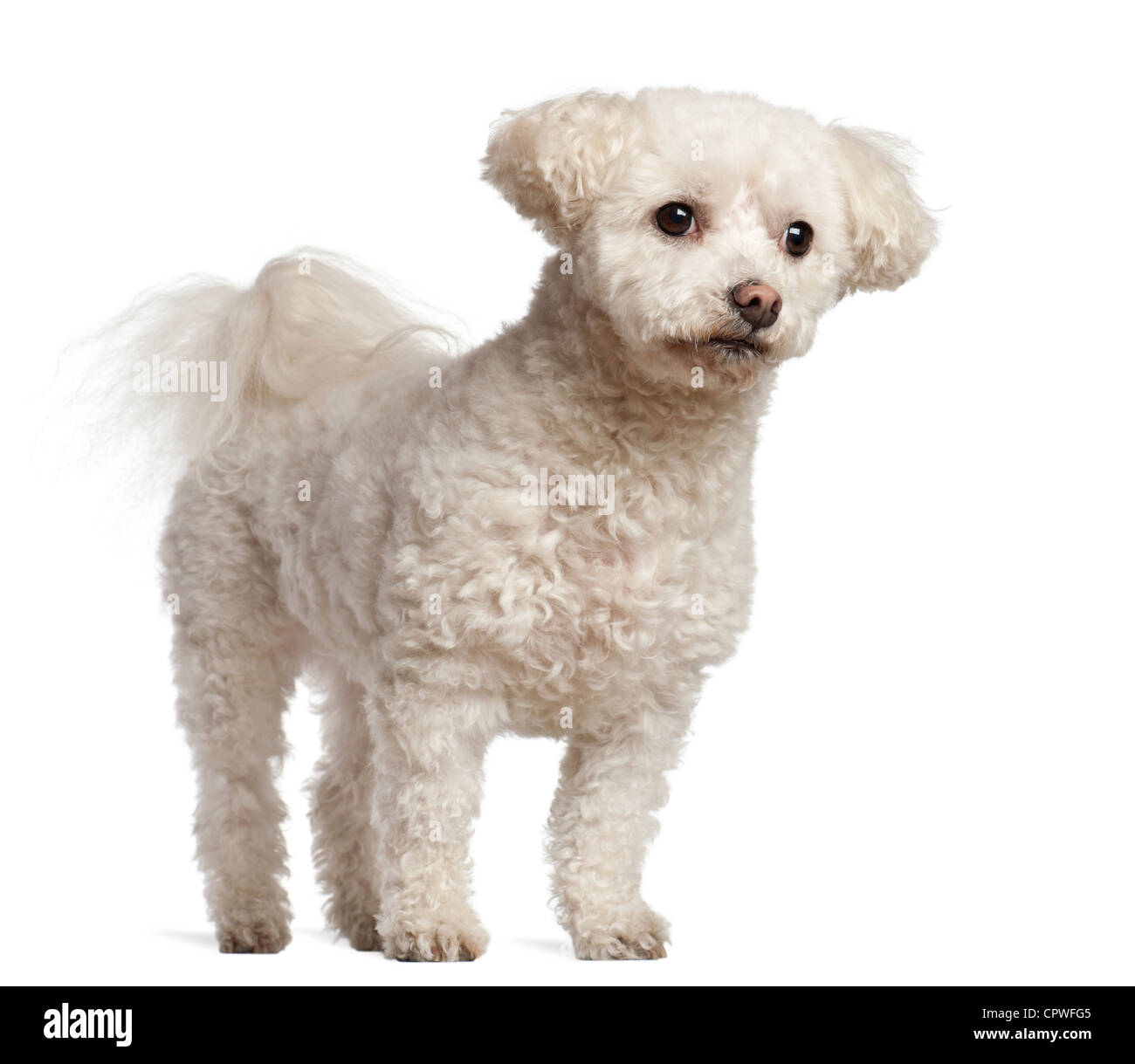 Bichon Frisé, 7 years old, standing against white background Stock ...