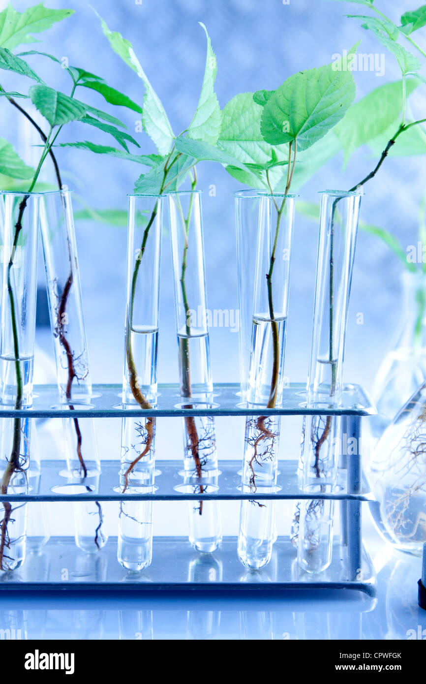 Plants in laboratory Stock Photo - Alamy