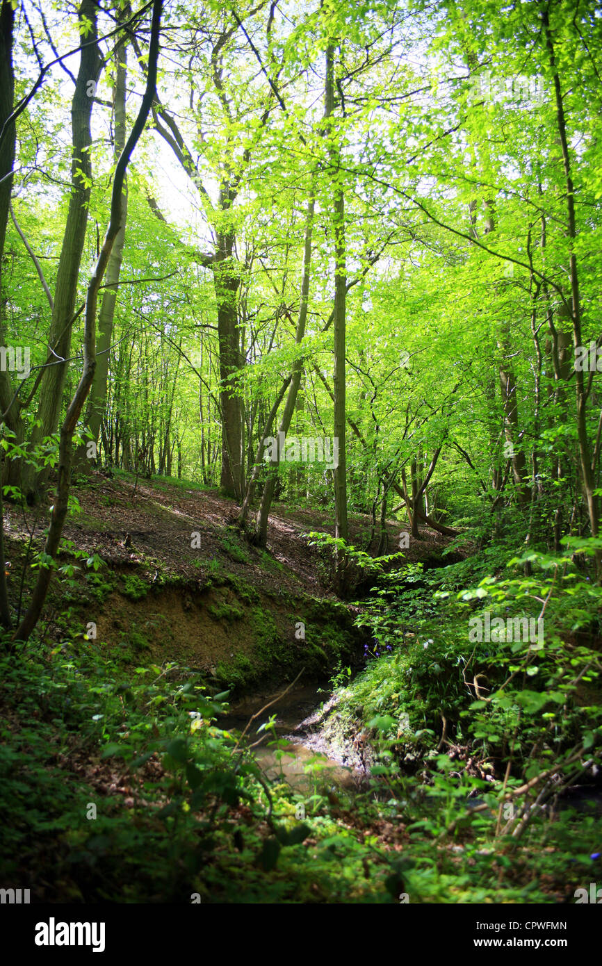 Hamstreet hi-res stock photography and images - Alamy