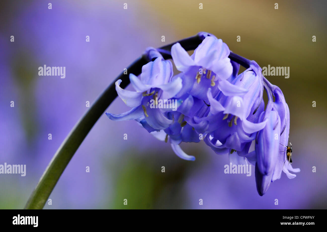 Bluebell flowers close up Stock Photo - Alamy
