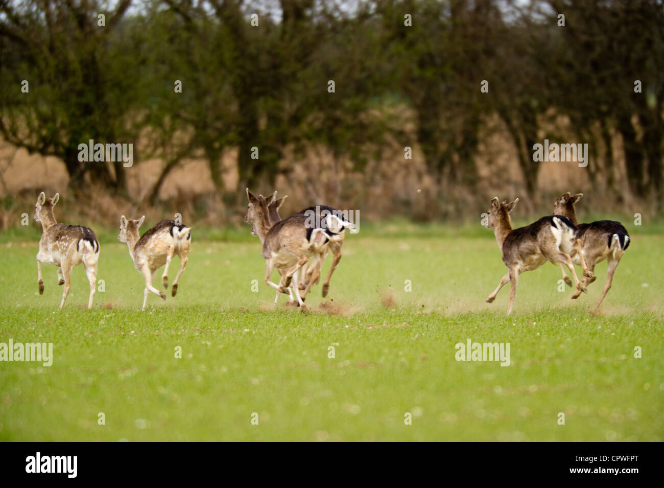 Running deer hi-res stock photography and images - Alamy