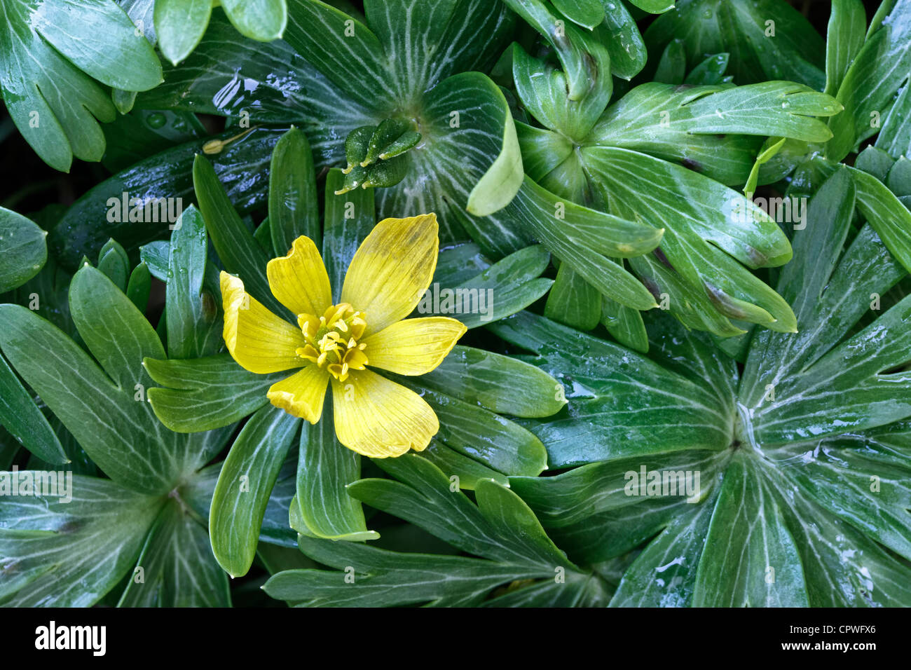 Winter aconite flower britain hi-res stock photography and images - Alamy