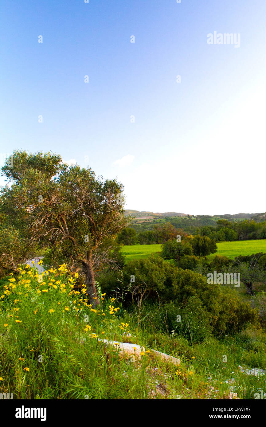 latchi beach near paphos in cyprus Stock Photo - Alamy