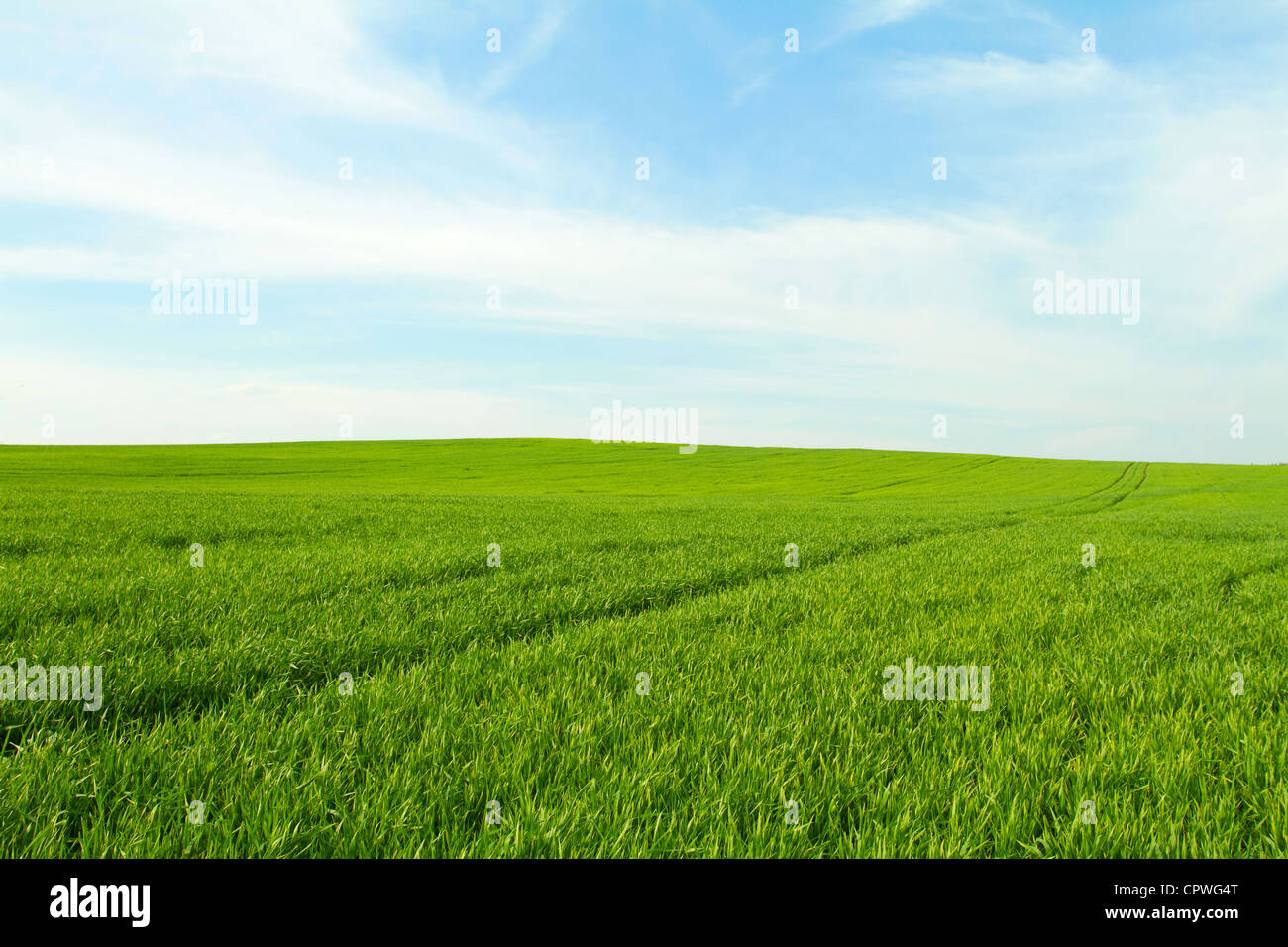 Green vibrant spring field Stock Photo - Alamy